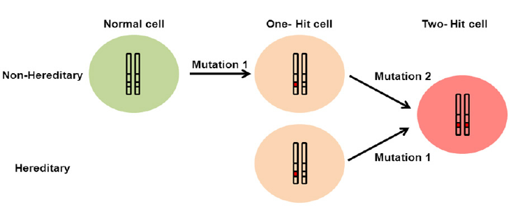 Hereditary risk: Two-hit hypothesis : 네이버 블로그