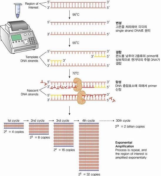 Ngs 차세대 염기서열 분석 원리한국의과학연구원 마이크로바이옴 센터 네이버 블로그