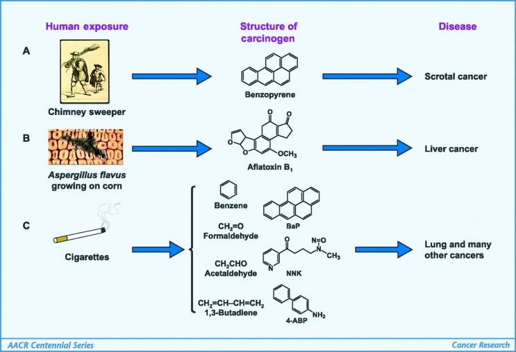 carcinogen, 화학적 발암물질: PAH, cyt.P450, benzo[a]pyrene, phorbol esters ...