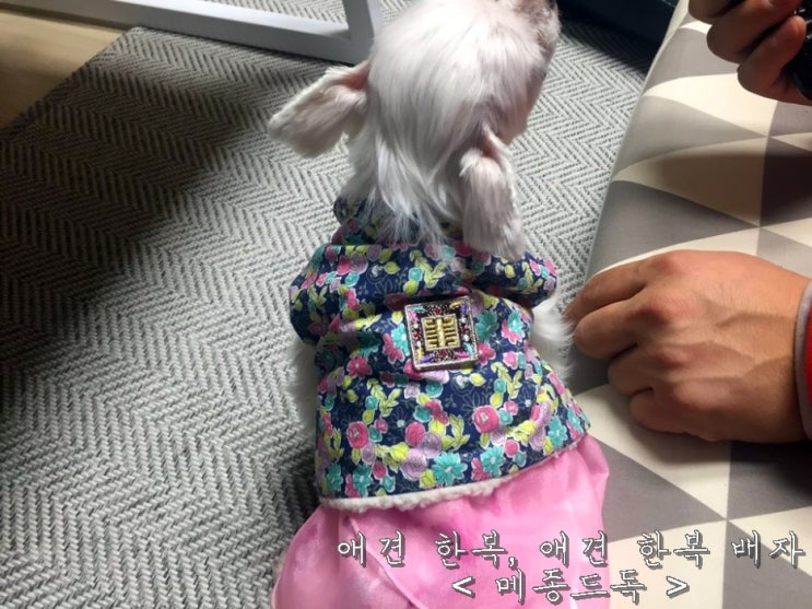 애견 한복 애견 한복 배자 메종드독 네이버 블로그