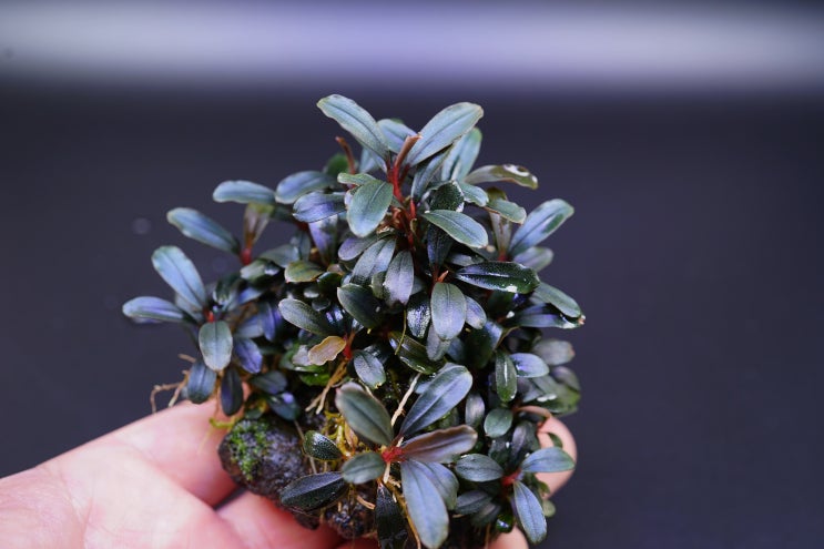 부세파란드라 팬텀 : 네이버 블로그