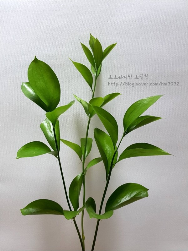 루스커스 Ruscus : 네이버 블로그