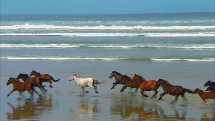 wildlife.wmv - 윈도우 7 기본 동영상 샘플 : 네이버 블로그