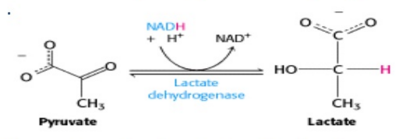 Pyruvic acid(pyruvate.피루빈산) : 네이버 블로그