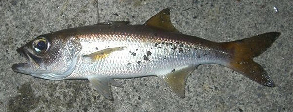 게르치 Gnomefish : 네이버 블로그