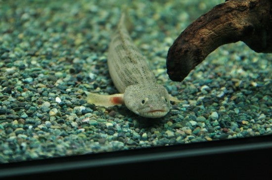 Polypterus ansorgii (폴립테루스 안솔기) : 네이버 블로그