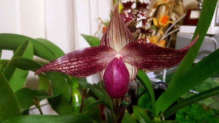 Paphiopedilum Delrosi (파피오페딜럼 델로시) : 네이버 블로그