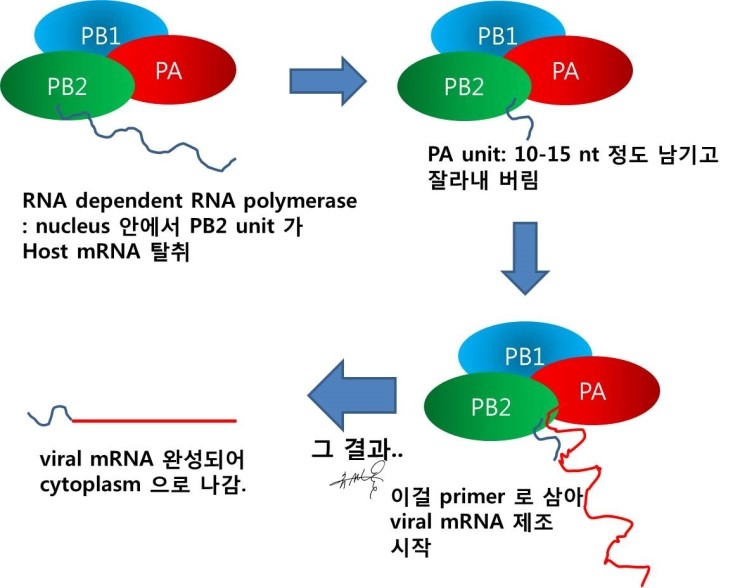 XoFluza (Baloxavir marboxil) : 네이버 블로그