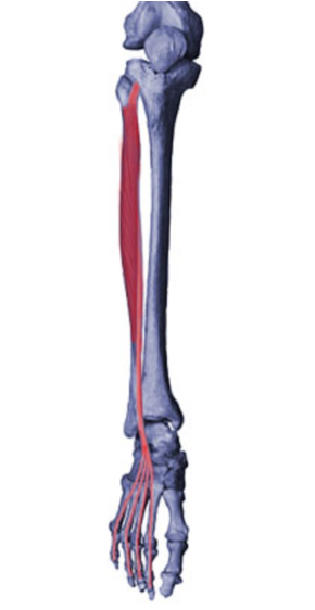 42. 다리 근육(lower Leg muscle) - 장지신근 Extensor digitorum longus M. : 네이버 블로그