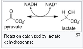 Lactate dehydrogenase (LDH) : 네이버 블로그