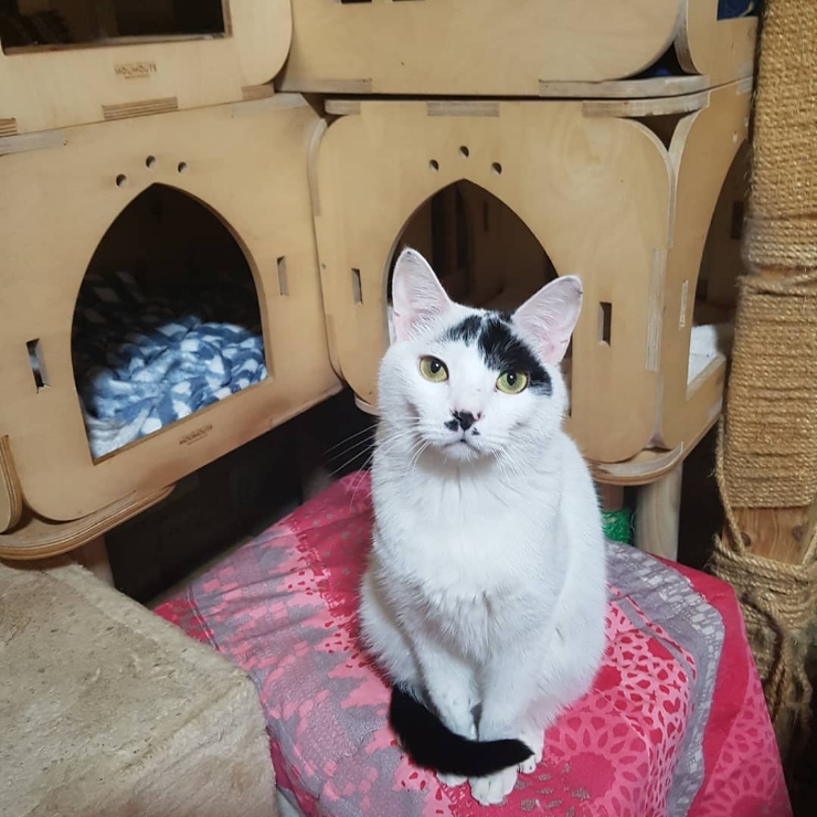 묶여서 자라온 젖소냥이 송이의 가족을 찾습니다 : 네이버 블로그