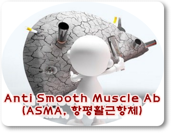 Anti Smooth Muscle Ab(ASMA, 항평활근항체) : 네이버 블로그