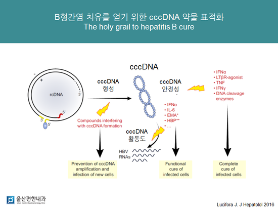 B형간염 완치를 위해 개발 중인 신약 4 - cccDNA 제거 : 네이버 블로그