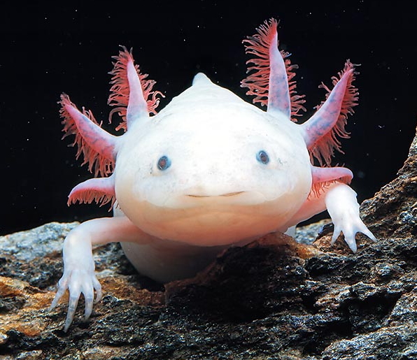 아홀로틀,우파루파(Axolotl)[Ambystoma mexicanum] : 네이버 블로그