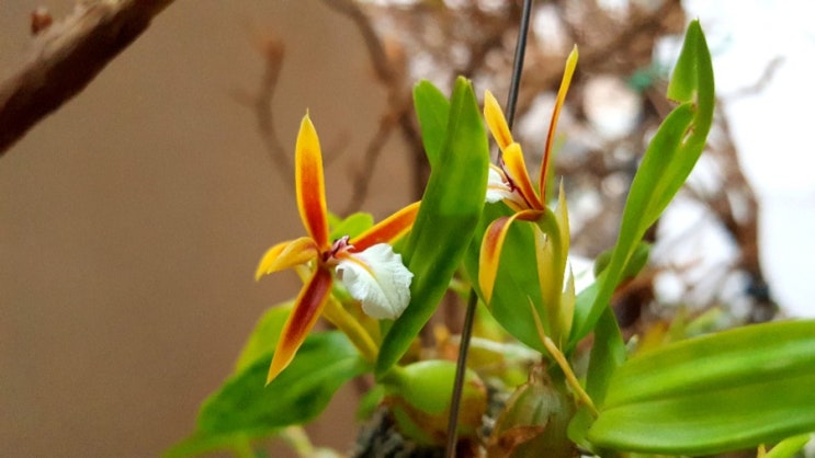 Dinema polybulbon [디네마 폴리불본] : 네이버 블로그