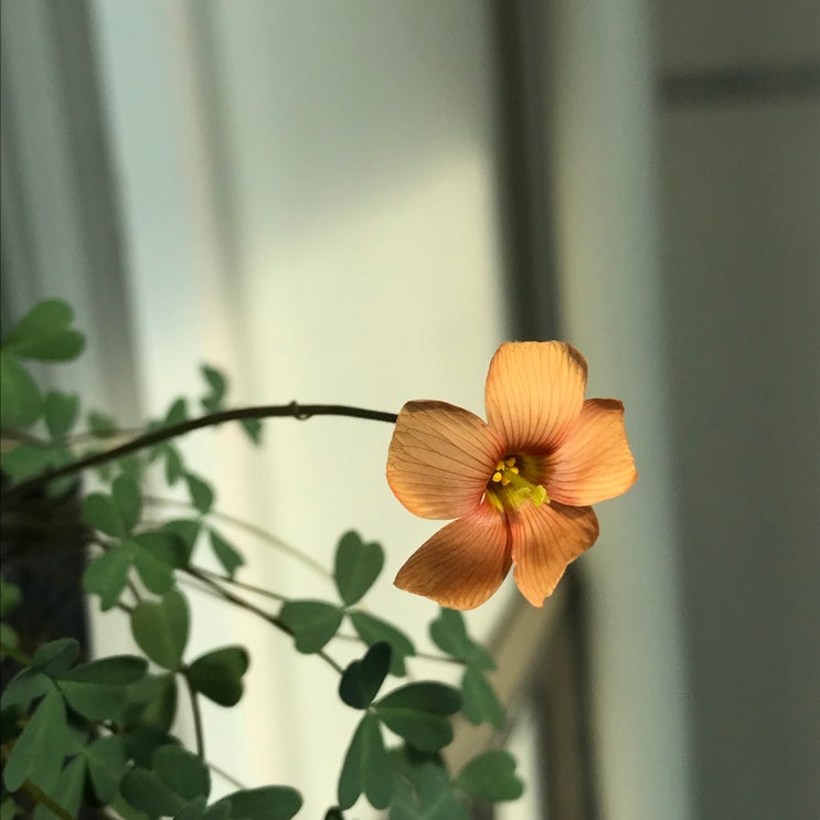 베란다 정원 : 수줍은 주황색 사랑초 하이오렌지 꽃구경 하고가세요~(Oxalis Obtusa High Orange) : 네이버 블로그