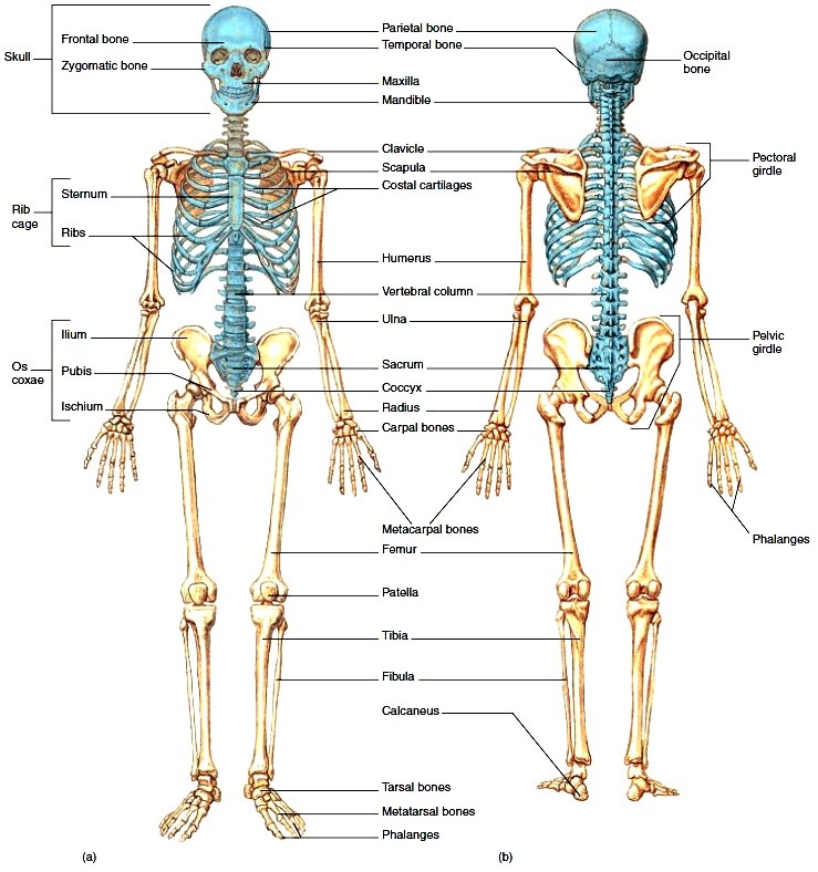 골격계(Skeletal System) - 축성골격편 : 네이버 블로그