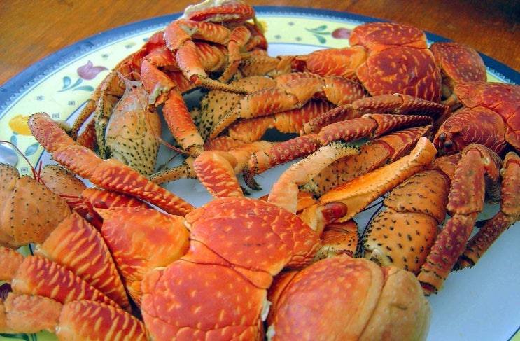 필리핀생활 코코넛 크랩 야자집게 네이버 블로그