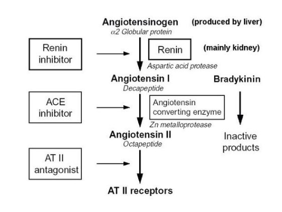 Essential Hypertension -ARB, ACEI : 네이버 블로그