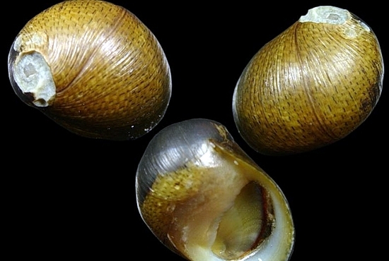 기수갈고둥 [학명 : Clithon retropictus]원시복족목 (Archaeogastropoda) 갈고둥과 ...