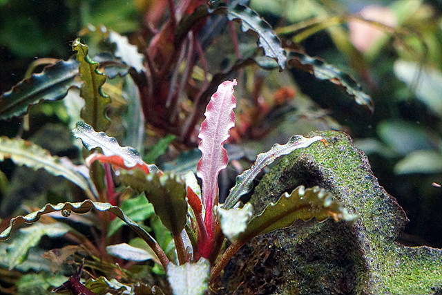 부세파란드라 까뜨리네 레드 (Bucephalandra sp. Catherineae Red)와 인명과 관련된 학명 그리고 ...