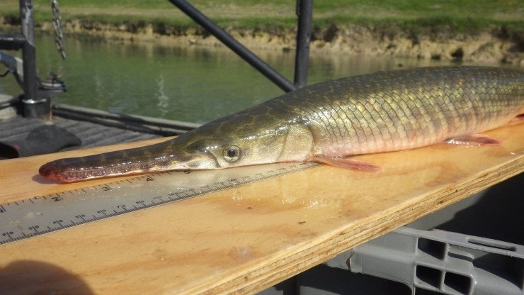 텍사스강과 계곡 그리고 공원의 야생어종들 : 네이버 블로그