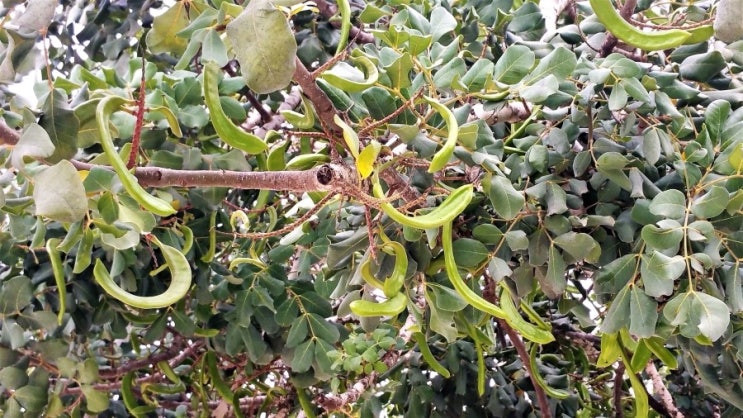 벧 구브린-마레사 (Bet Gubrin-Maresha), 엘레우쎄로폴리스 (Eleutheropolis) : 네이버 블로그