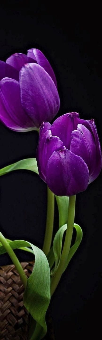 3월20일 탄생화 영어 꽃말, 전설- 보라색 튤립(Tulip-Purple); [Eternal Affection; 영원한 애정 ...