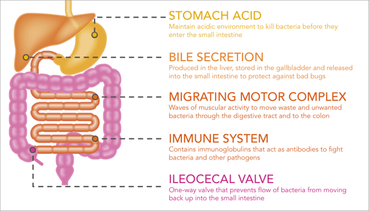 10.SIBO(Small intestine bacterial overgrowth) : 네이버 블로그