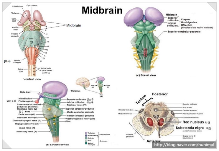 Midbrain : 네이버 블로그