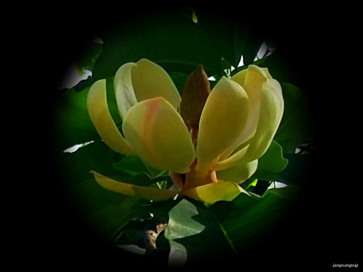 [식물] 일본목련 (Japanese cucumber tree) : 네이버 블로그