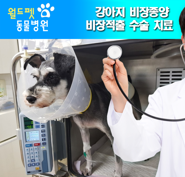 강아지 비장종양 비장적출 수술 치료 네이버 블로그