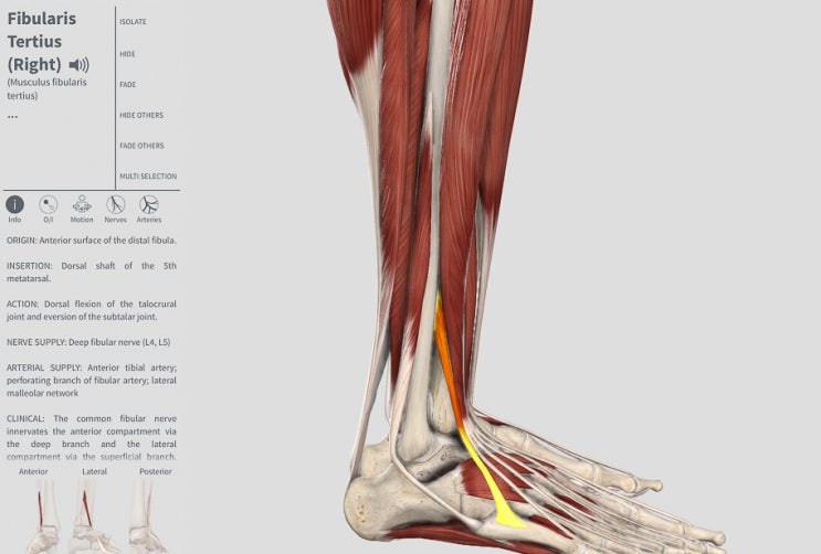 제3비골근(Peroneus tertius) 셋째종아리근 : 네이버 블로그