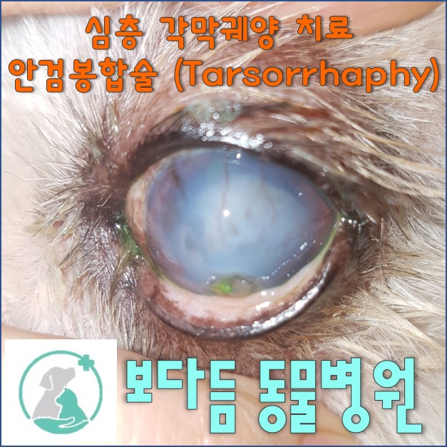 각막궤양(corneal ulcer),안검봉합(tarsorrhaphy)/강아지 눈에 패인 듯한 상처가 생겼어요. 눈을 잘 뜨지 ...
