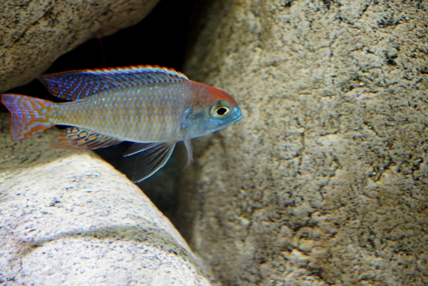 Lethrinops Red Cap Itungi : 네이버 블로그