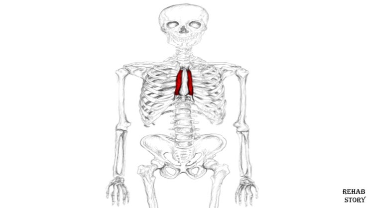 바른자세교정운동센터 김원장의 근육학 - 흉골근(Sternalis Muscle)-가슴답답함,흉통,화병,가슴통증,Round ...