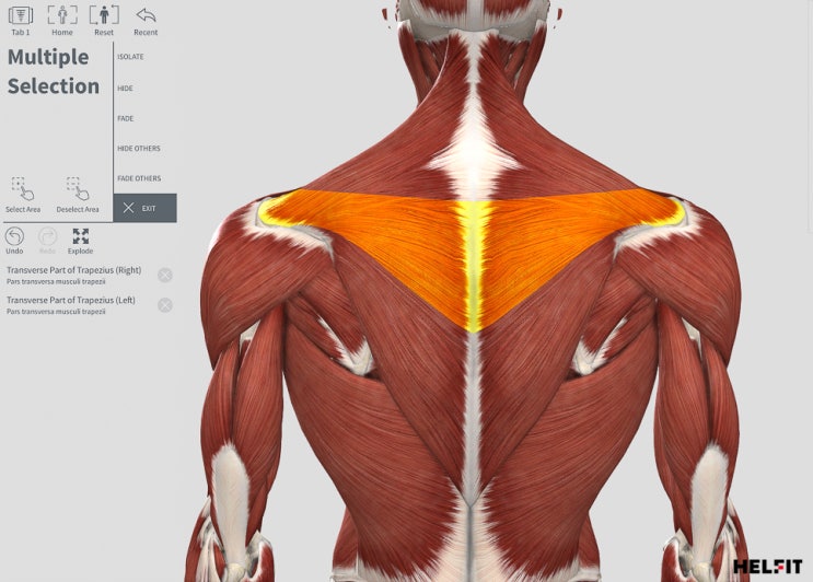 중부승모근(Middle trapezius) 가슴을 펴자 : 네이버 블로그