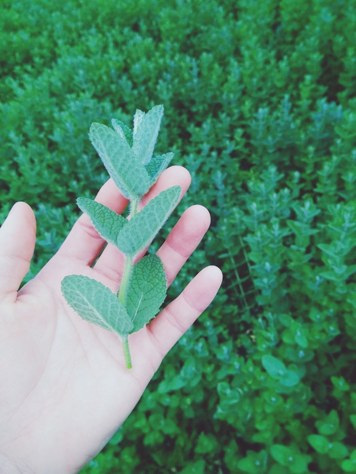 애플민트 (applemint) : 네이버 블로그