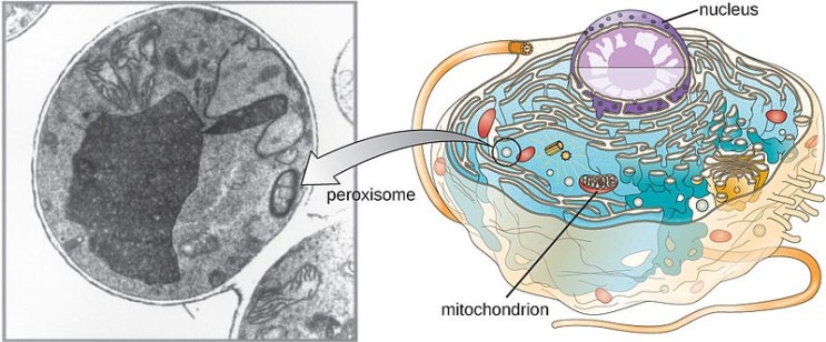 퍼옥시좀(peroxisome)과 글리옥시좀(glyoxysome) : 네이버 블로그