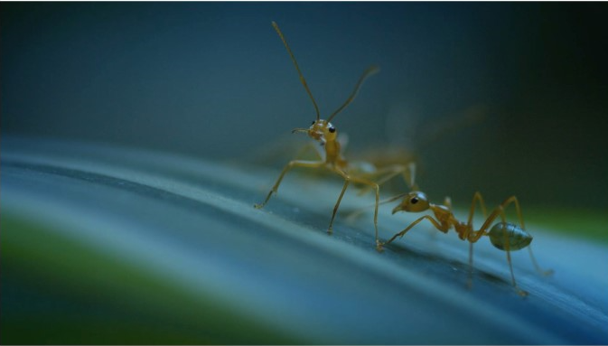 광택불개미(학명 : Formica candida)의 개미 사육장 만들기 (서천생태관 개미관에서의 상영된 동영상 캡쳐 ; 출처 ...