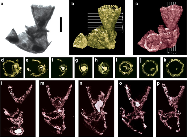 자포동물의 진화와 stem-group cnidarian의 골격 퇴화 : 네이버 블로그
