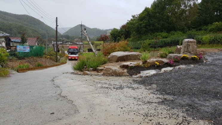 더덕 캐기 체험 : 네이버 블로그