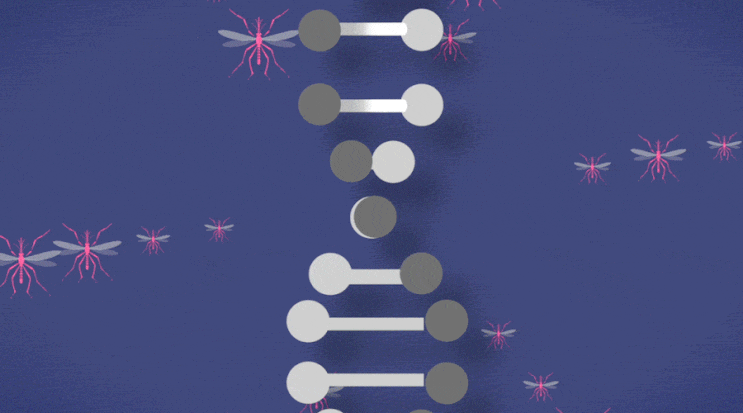 유전자 편집 기술: CRISPR-Cas 9 를 적용한 모기는 말라리아 해결을 위한 진정한 열쇠이다 ??? : 네이버 블로그