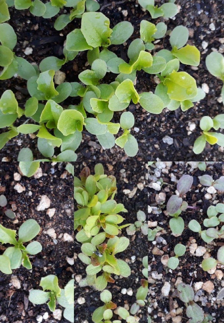 불금에 아이들과 옥상에서 한컷 : 네이버 블로그