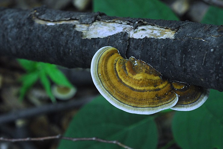 Trametes strumosa (Fr.) Zmitr., Wasser & Ezhov : 네이버 블로그