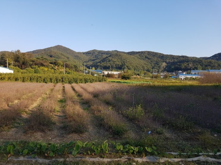 전의면토지 / 영당리토지 - 전의면 영당리 2차선변 계획관리지역토지 매매(계약완료) : 네이버 블로그