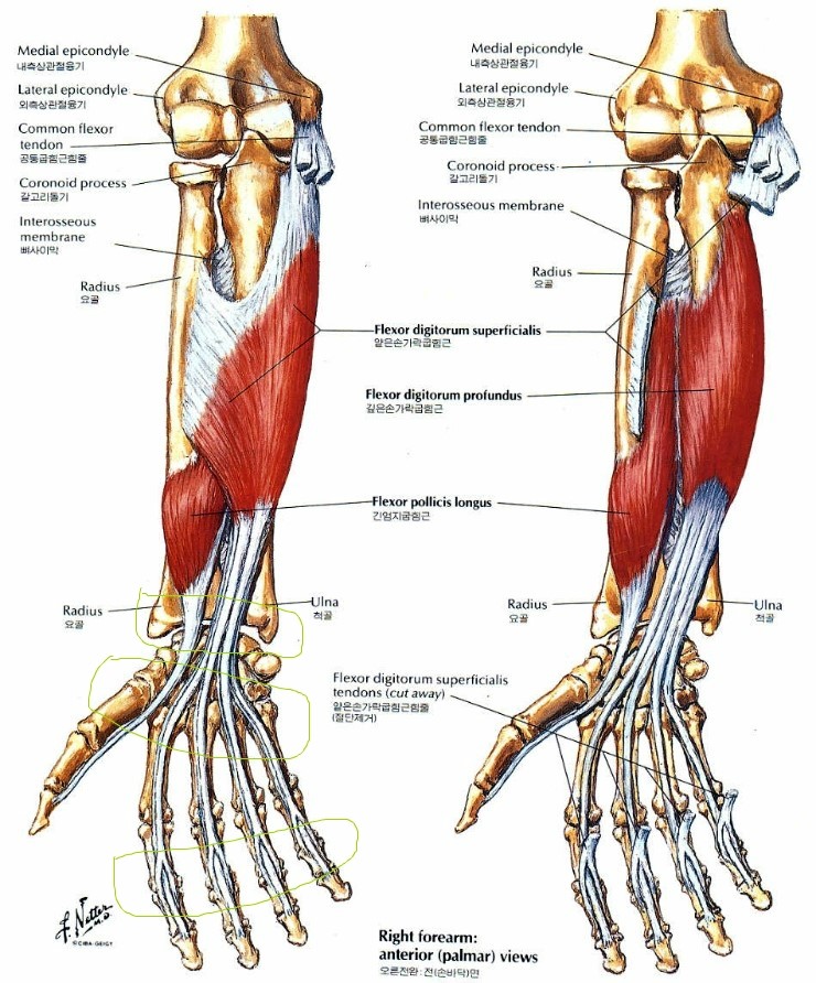 [통사] FDS, FDP, FPL 의 등장성 수축_ 방아쇠 수지 기전과 관련 : 네이버 블로그