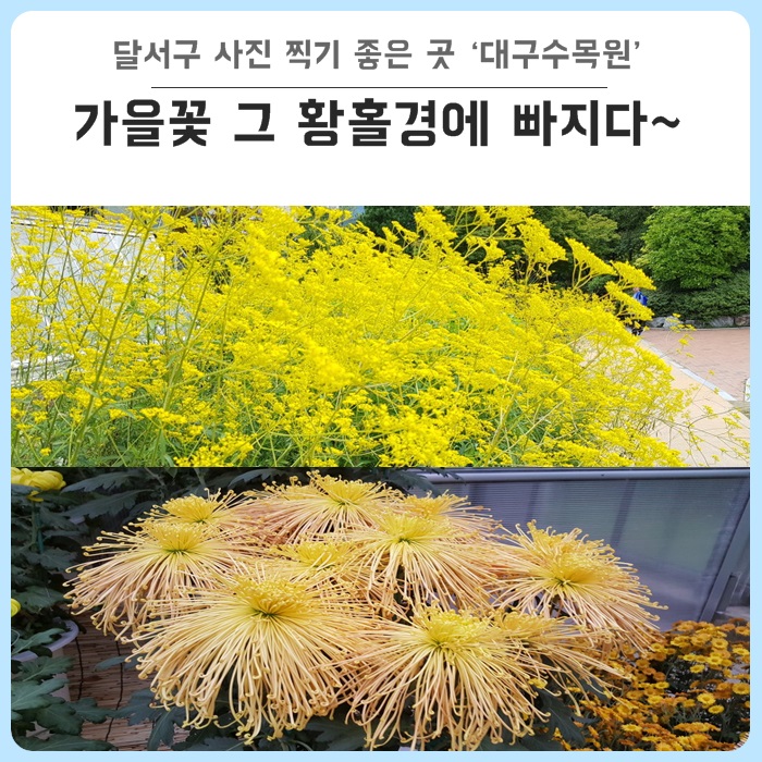 대구 달서구 데이트 코스 마타리와 국화가 기다리는 사진 찍기 좋은 대구수목원 가을 나들이 장소 주말 가볼만한 곳 꽃