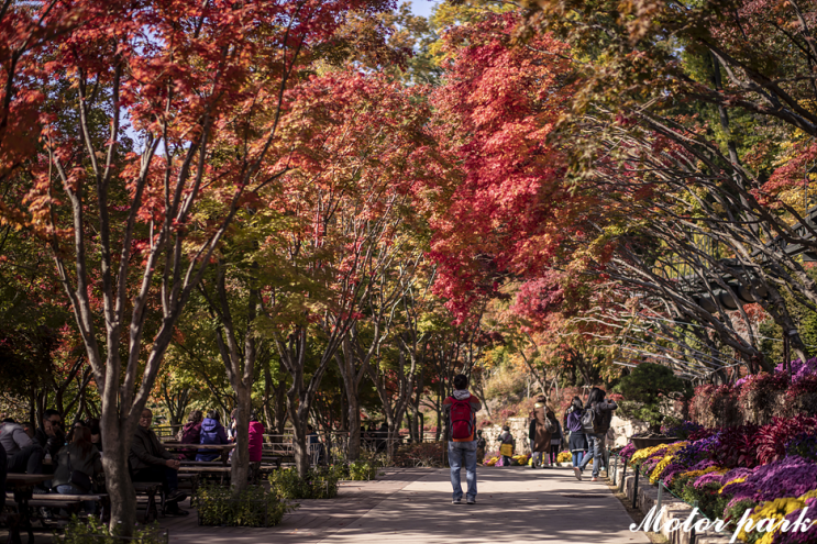 (경기도가볼만한곳)(가을단풍이아름다운곳) 곤지암 화담숲에서 가을단풍을 만끽하다~~ : 네이버 블로그