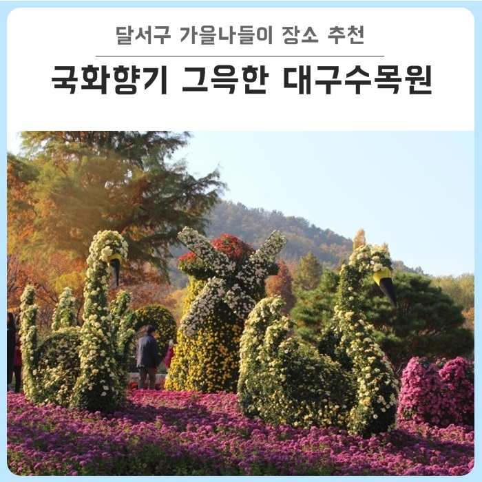 달서구 추천 가을여행지 : 대구 꽃놀이 가볼만한 곳 - 국화전시회 한창인 대구수목원(~11월 11일 일요일까지) : 네이버 블로그